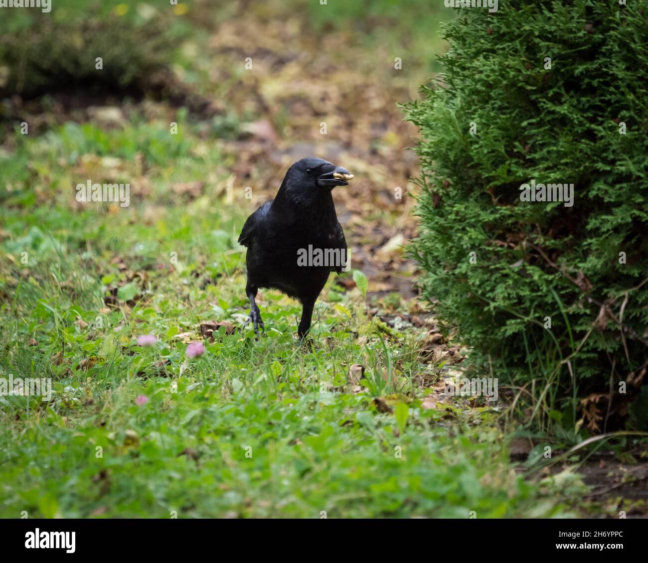 Closeup of a raven walking on a patch of grass with greenery ...