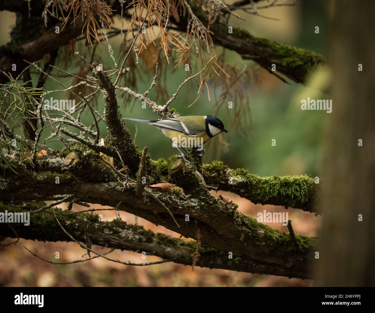Beautiful magpie bird standing on tree branches in a lush green forest ...