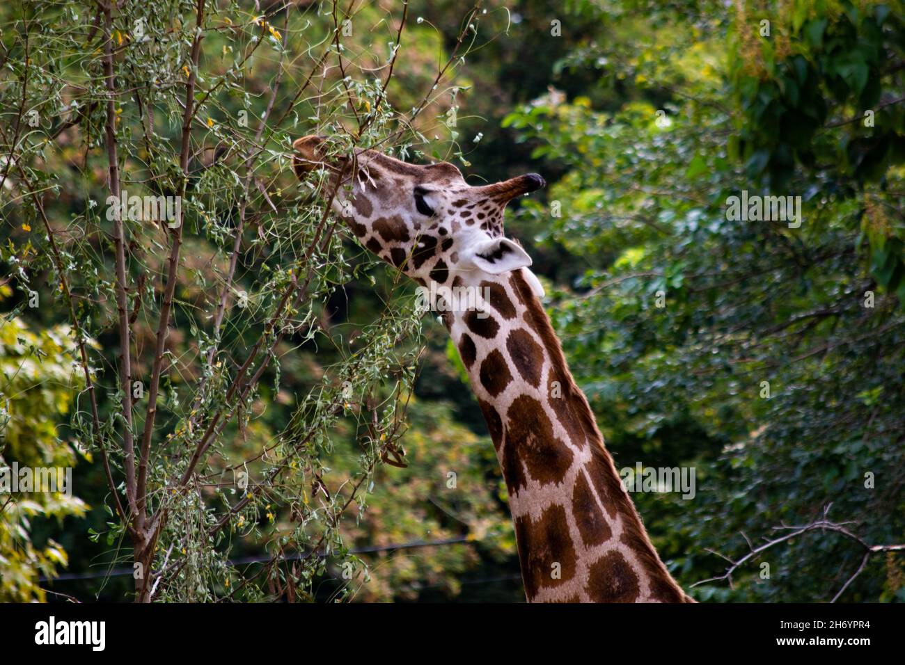 Giraffe eating from a tree Stock Photo - Alamy