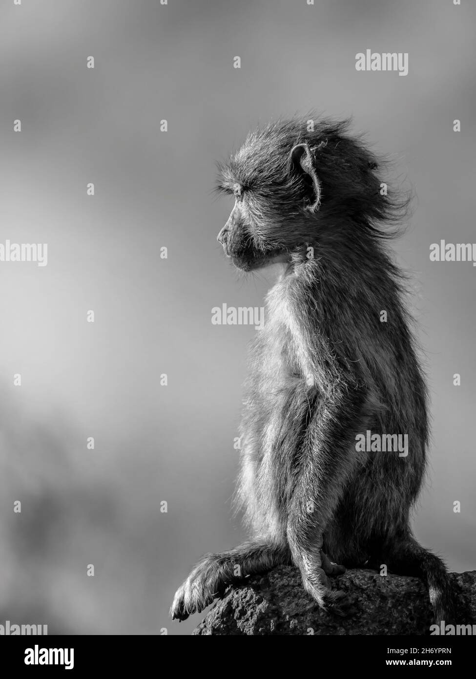 Black and white portrait of a beautiful Arunachal macaque with blurred ...