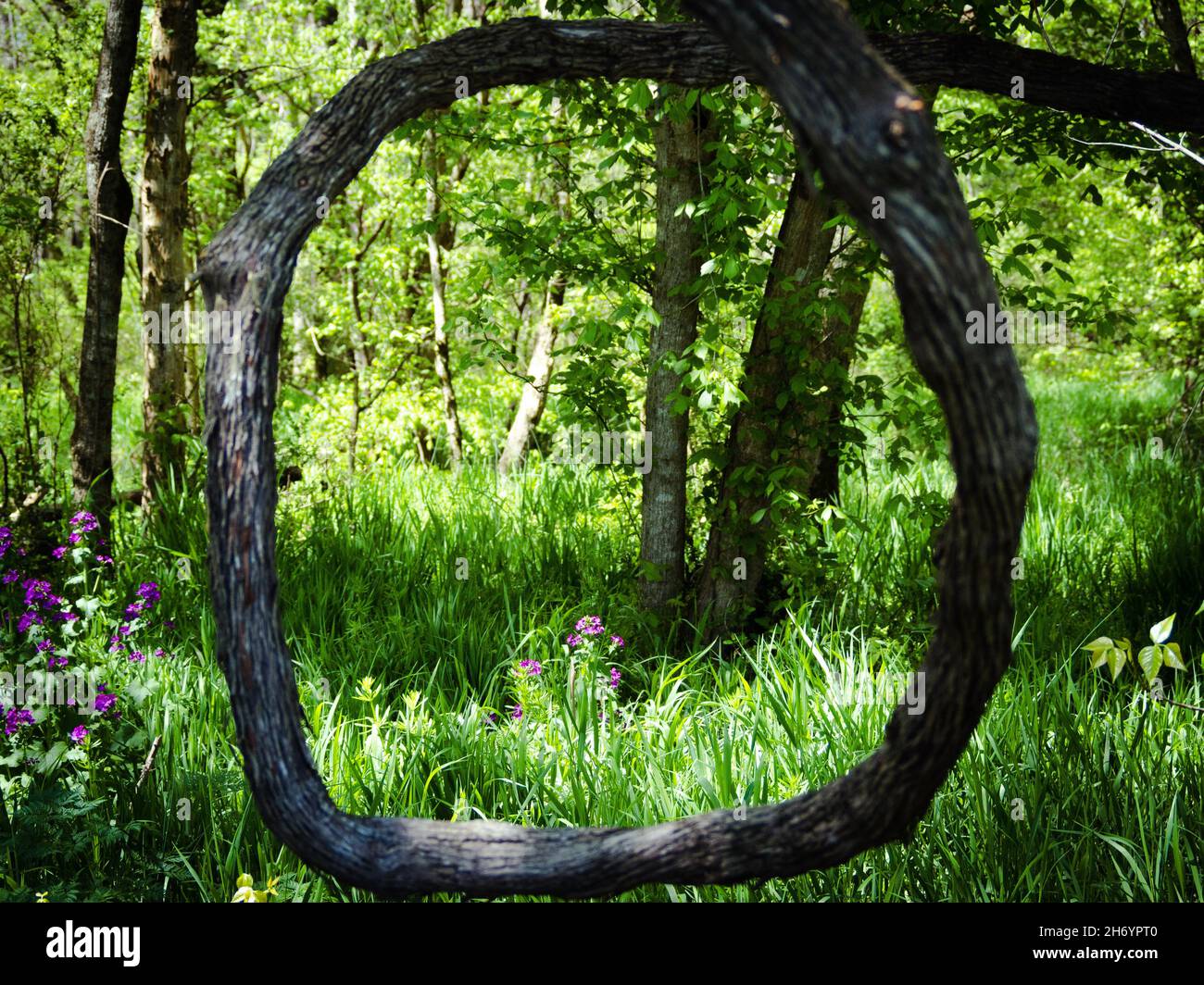 Beautiful view of the green forest seen from a curving tree branch ...