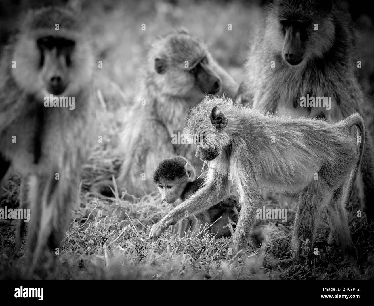 Black and white baboon hi-res stock photography and images - Alamy
