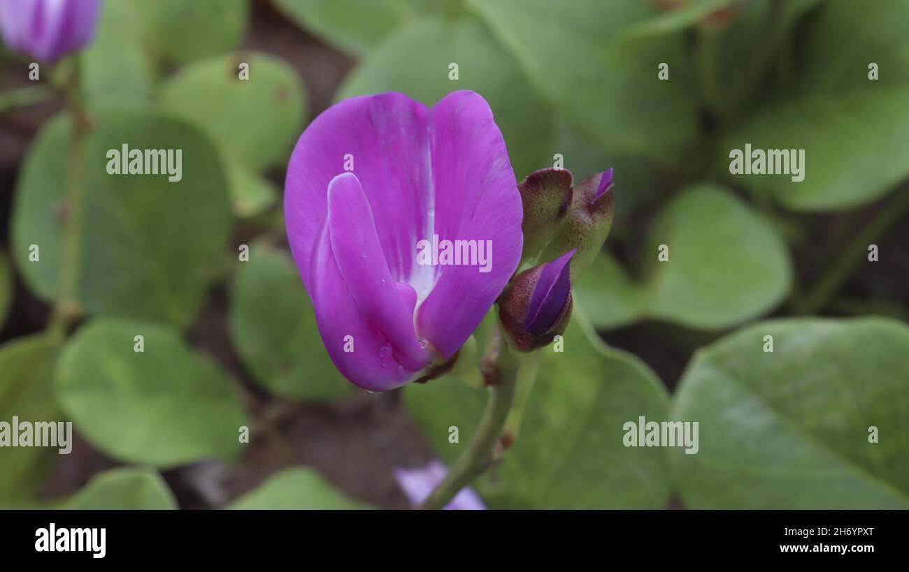 Bay bean hi-res stock photography and images - Alamy