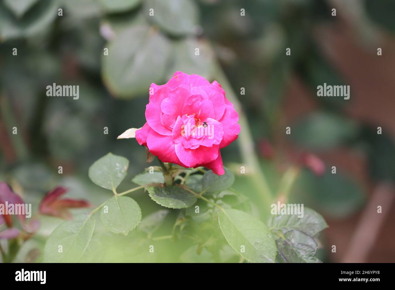 Closeup shot of a blooming pink Bengal rose in a garden Stock Photo - Alamy