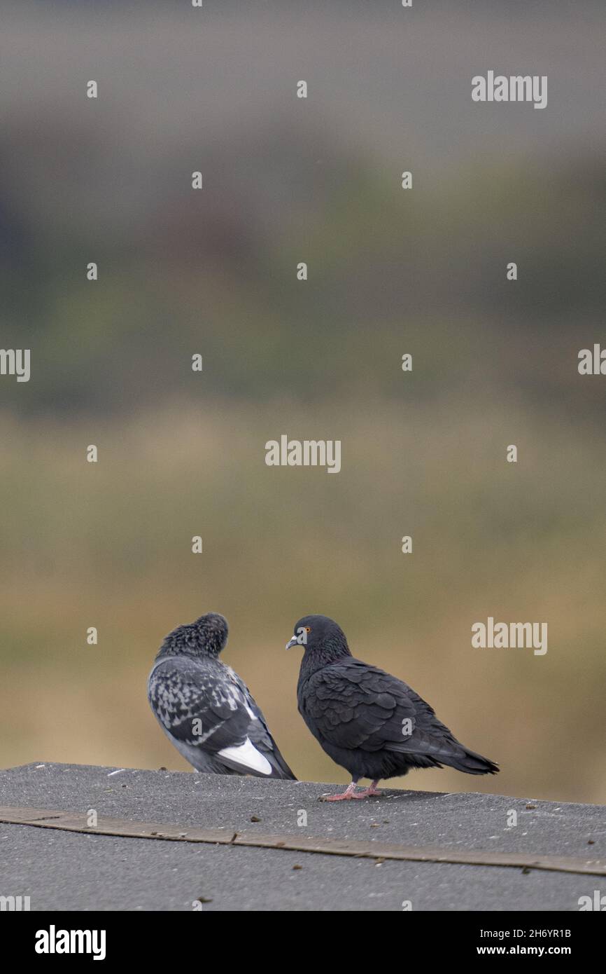 Common pigeons in the park on a blurred background Stock Photo - Alamy