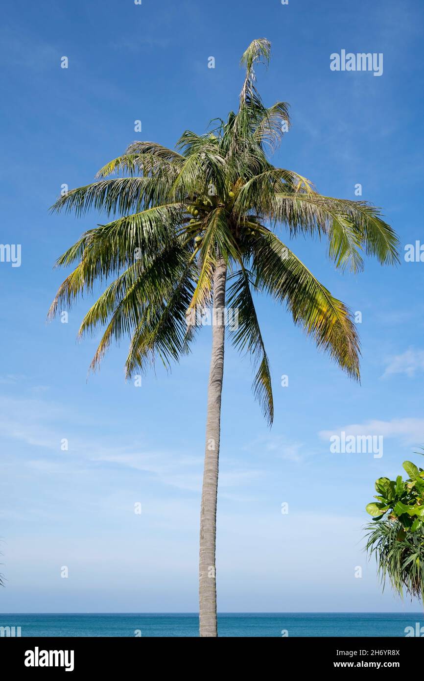 Green palm tree on beach in Phuket island blue sky background Summer ...