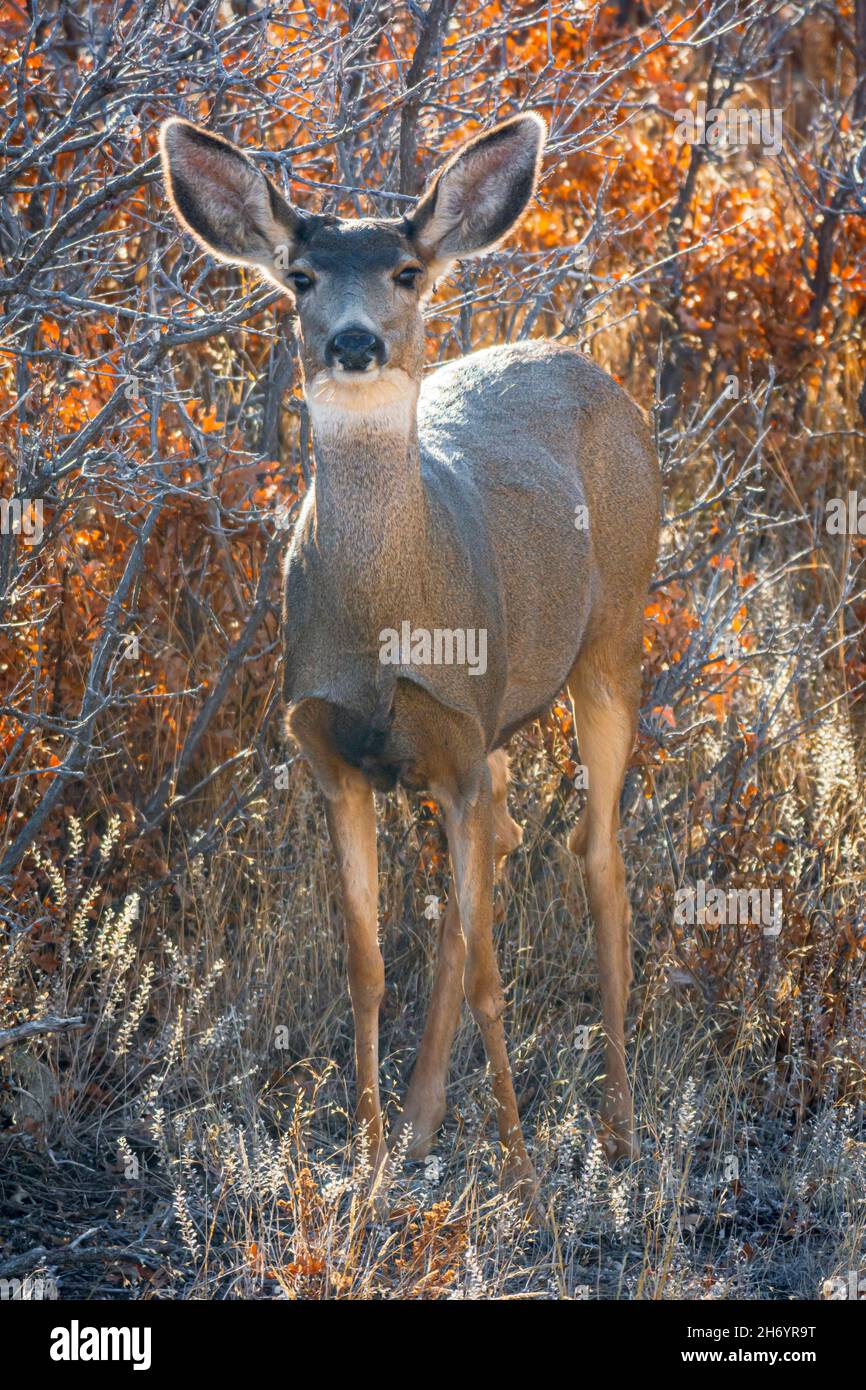 Younger Mule Deer Doe (Odocoileus hemionus) in autumn Gamble's Oak ...