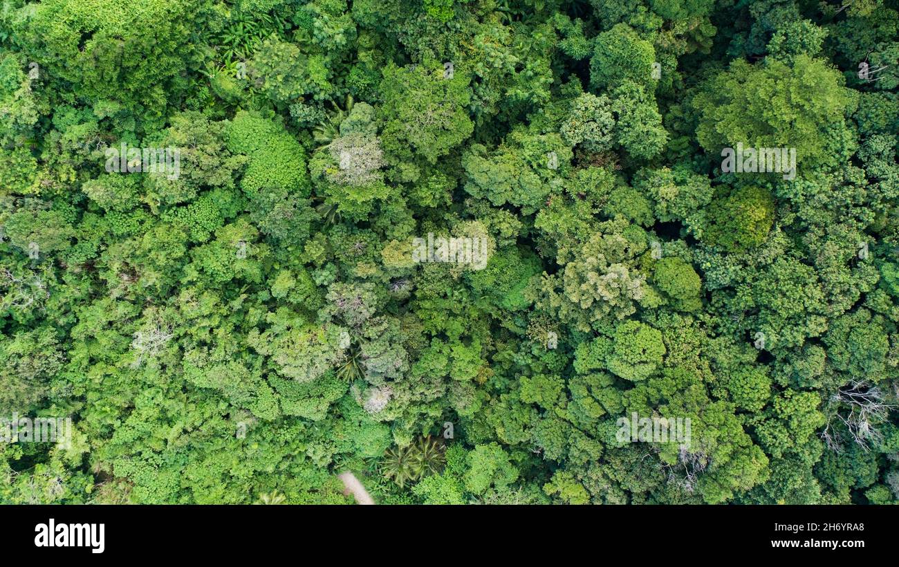 Aerial view Drone camera top view abundant rainforest trees ecology ...