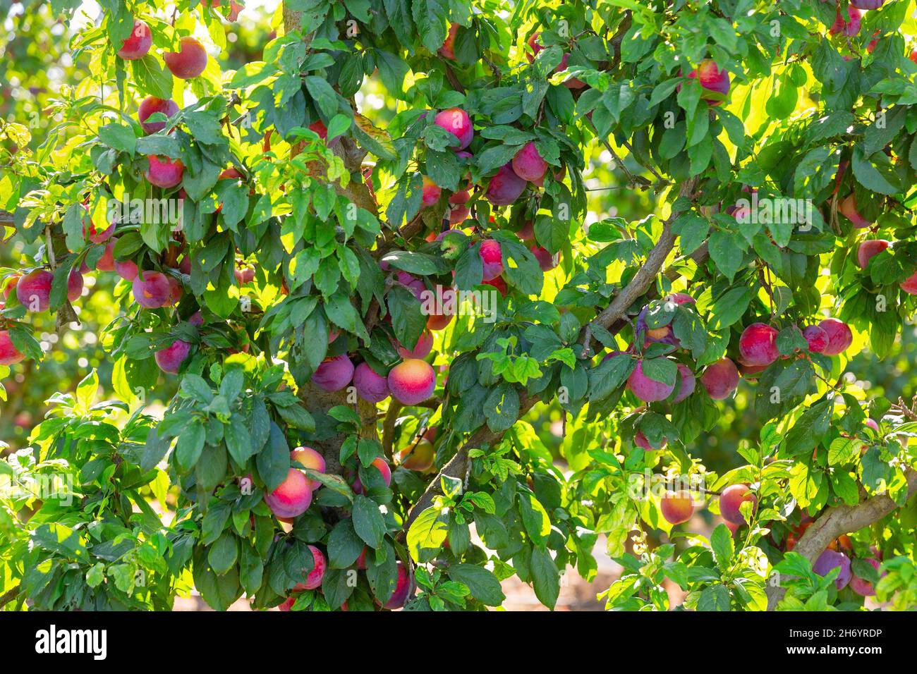 Ripen wild plum hi-res stock photography and images - Alamy