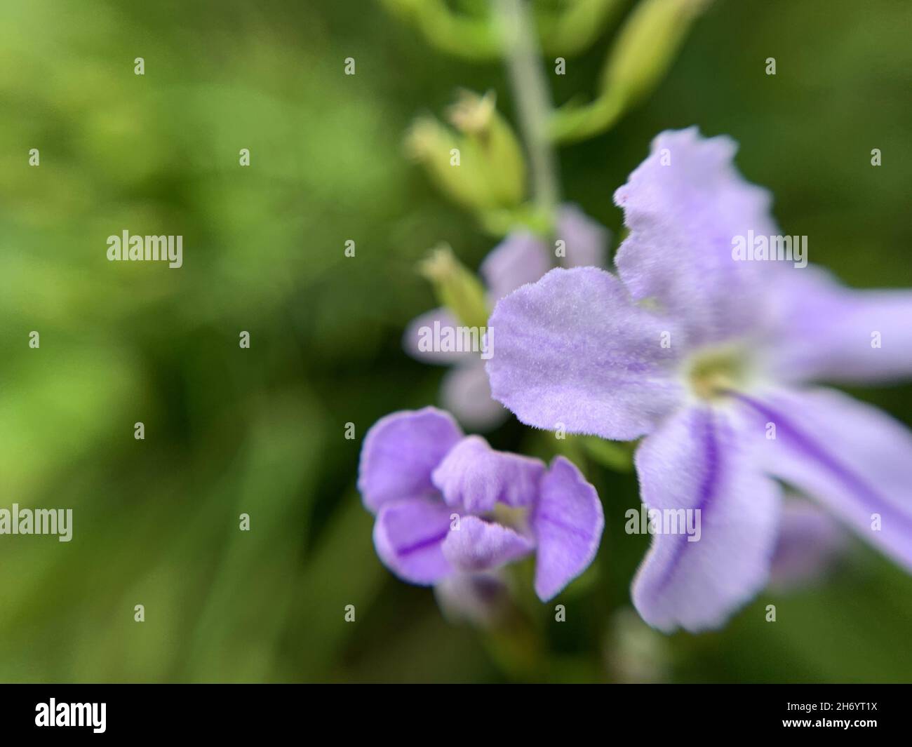Closeup of beautiful violet flowers in a garden Stock Photo - Alamy