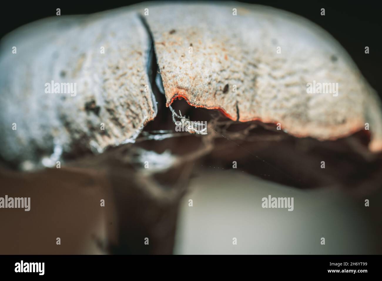 Closeup of a rotten mushroom in a forest with a blurry background Stock ...