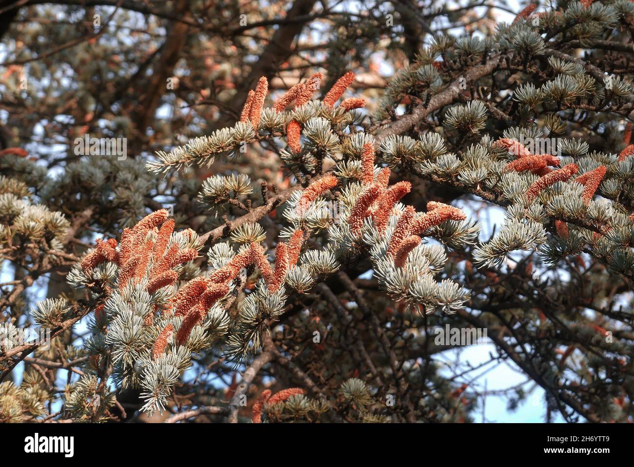 Conifer cones growing on the evergreen tree's branches Stock Photo - Alamy