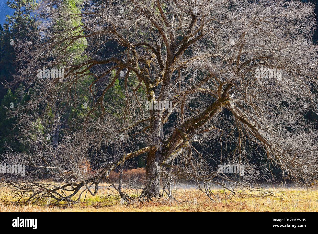 Amazing Yosemite Valley NP in late fall, Mariposa CA Stock Photo - Alamy
