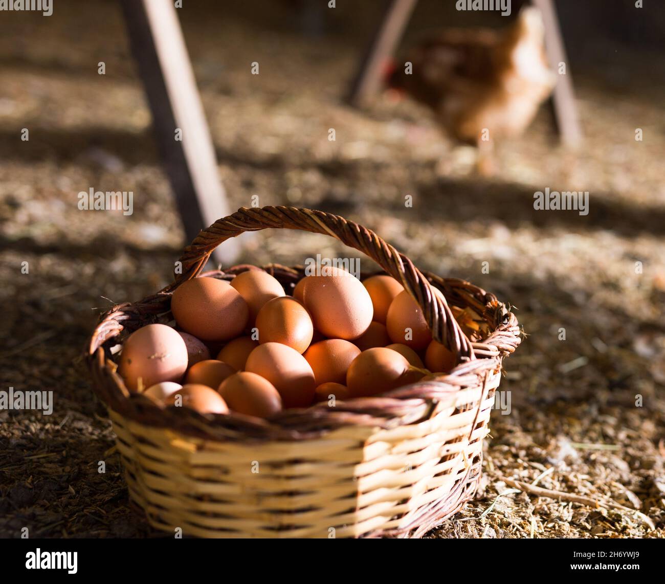 Wicker basket with chicken eggs standing on floor in henhouse Stock ...