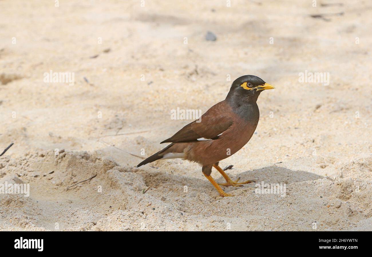 Common Myna, Hawaii Stock Photo - Alamy