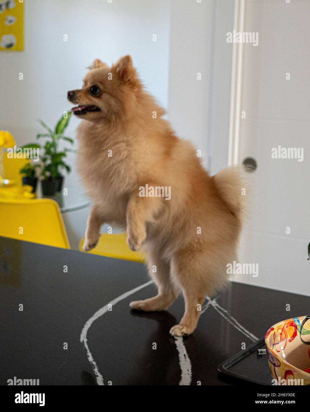 Vertical shot of a cute brown pomeranian spitz standing on its hind ...