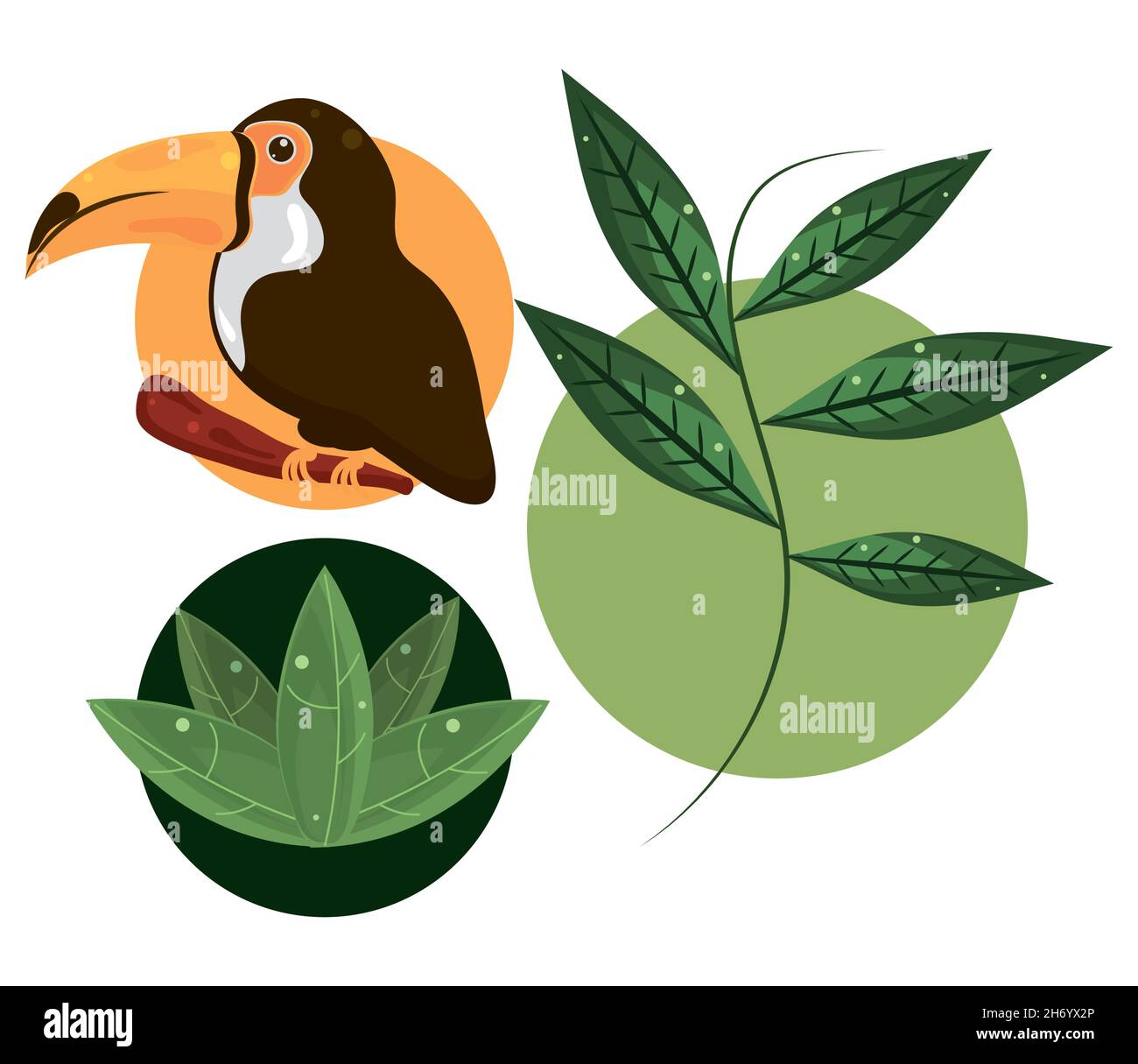 jungle toucan and leaf Stock Vector Image & Art - Alamy