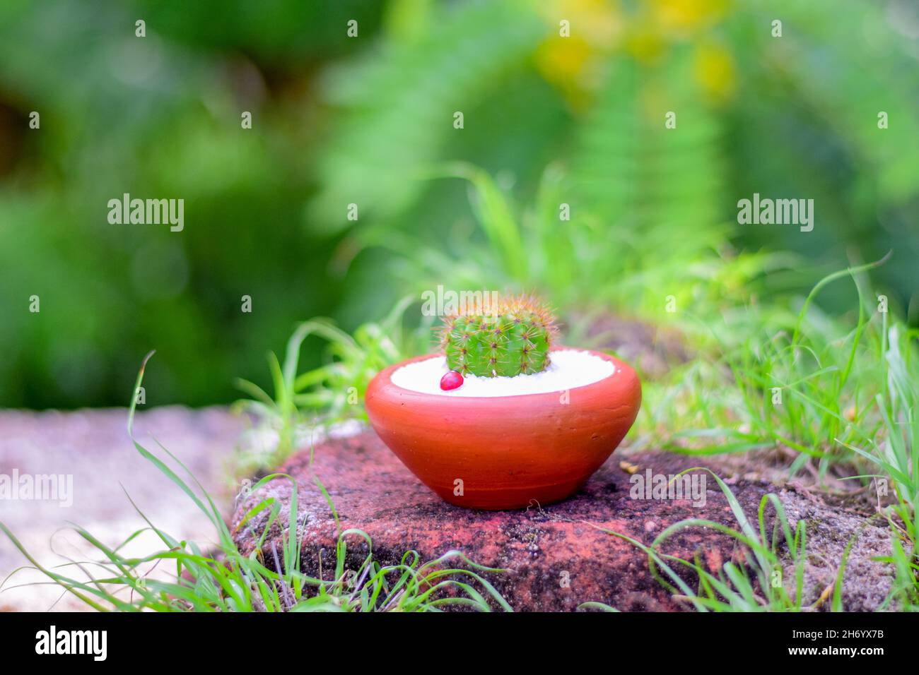 Cactus plural hi-res stock photography and images - Alamy
