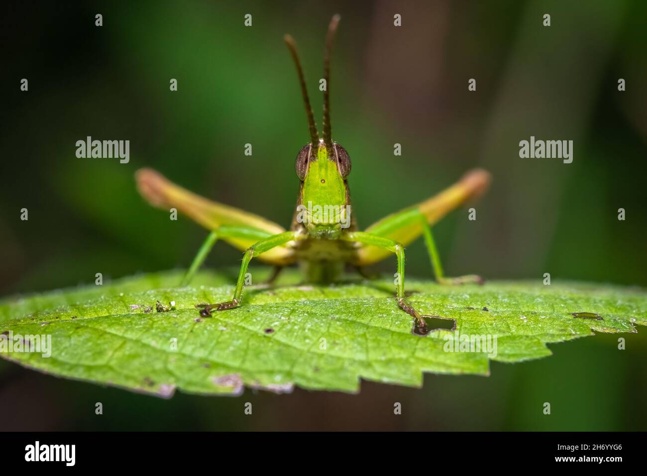Grasshopper locust front view hi-res stock photography and images - Alamy