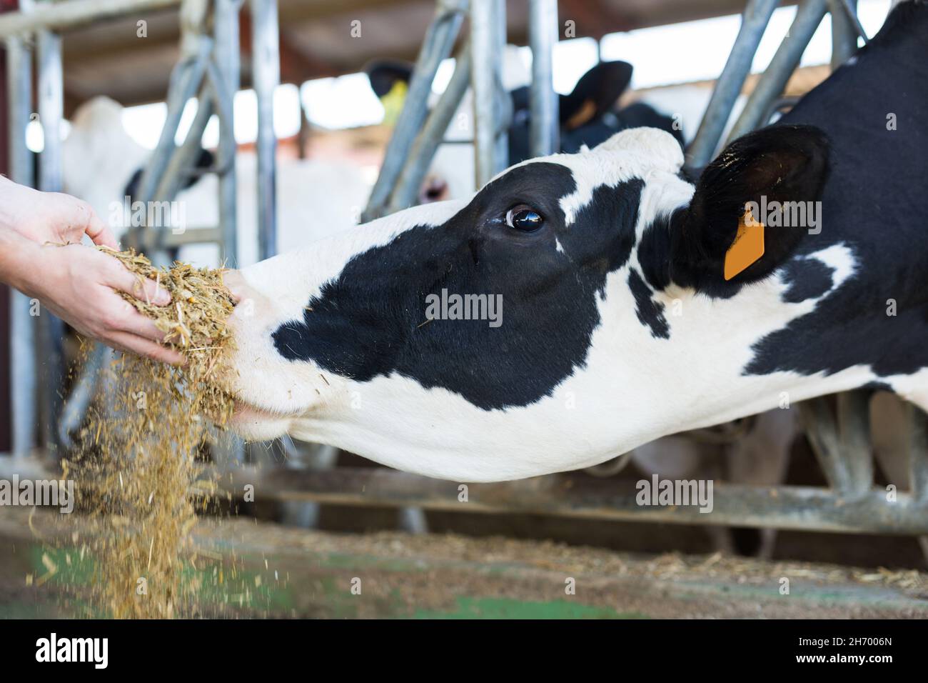 Farmer feeding cow grain hi-res stock photography and images - Alamy