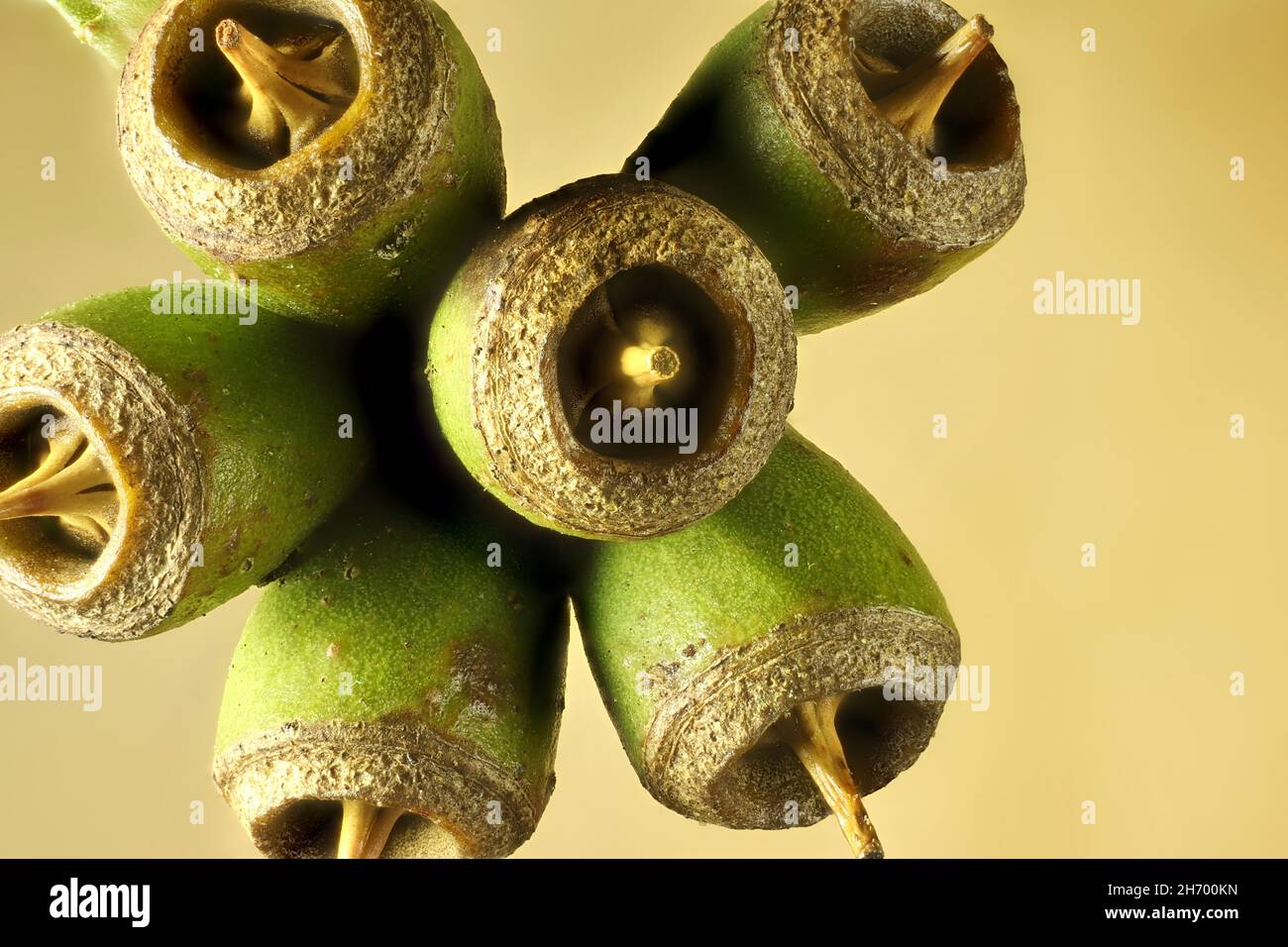 Macro view of isolated Round-leaved Moort tree (Eucalyptus platypus ...