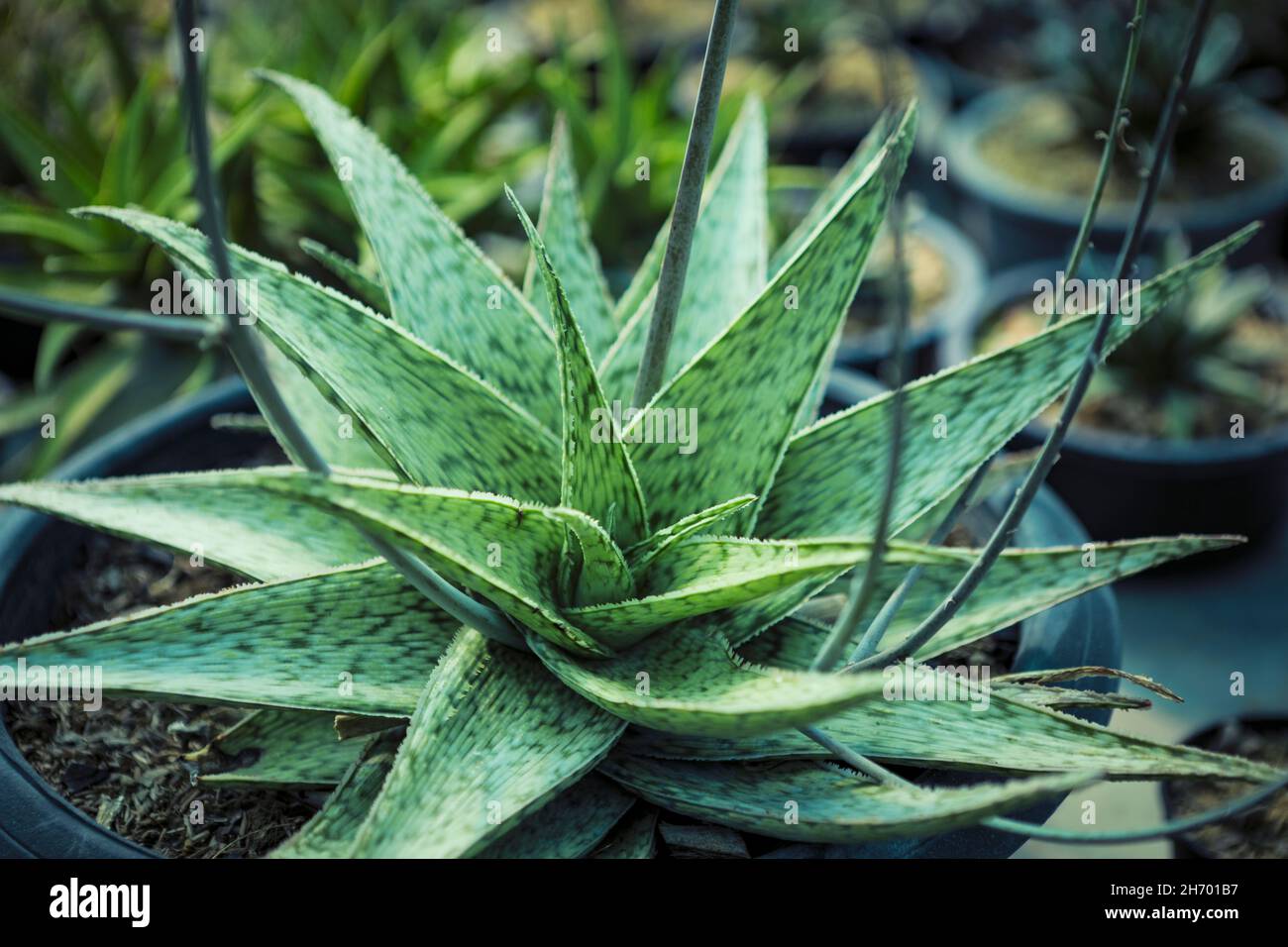 Aloe plant hybrid hi-res stock photography and images - Alamy
