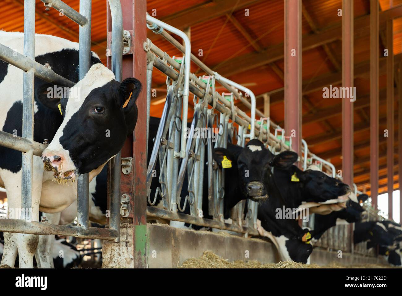 Modern farm cowshed with milking cows eating hay closeup Stock Photo ...