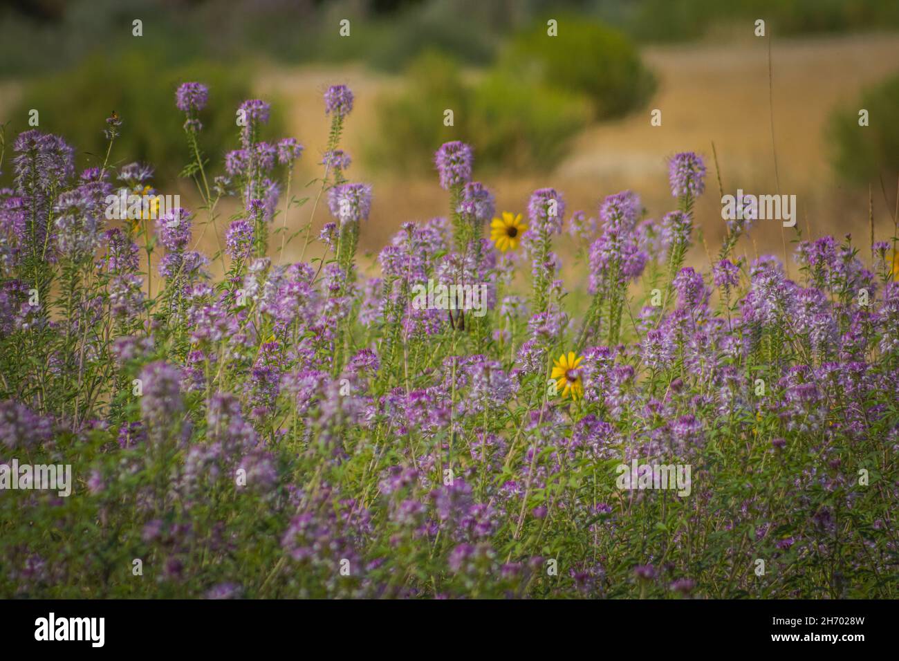Hummingbird, hidden in an incredibly beautiful flowering field, the ...