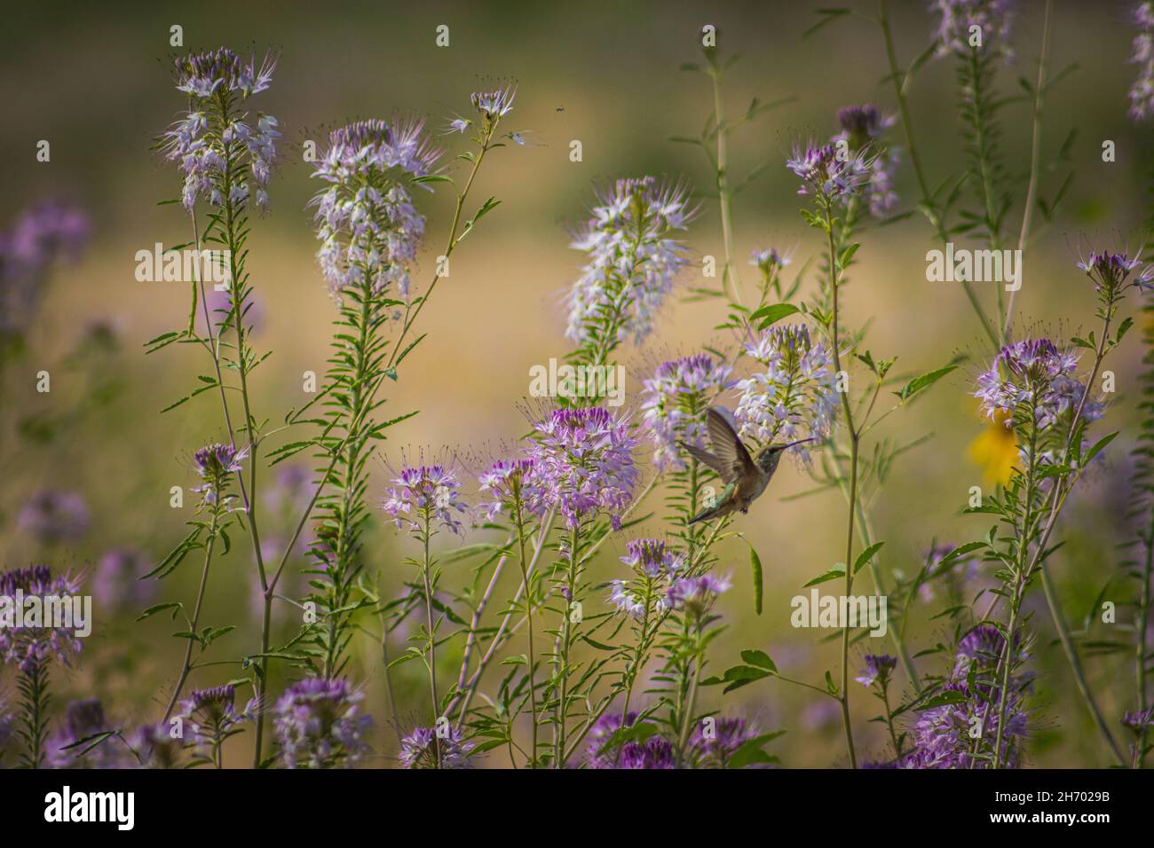 Flying hummingbird in an incredibly beautiful flowering field, the best ...