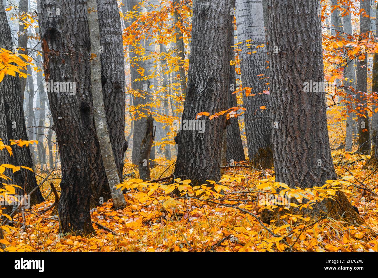 Thick trunks of trees in the autumn forest Stock Photo - Alamy