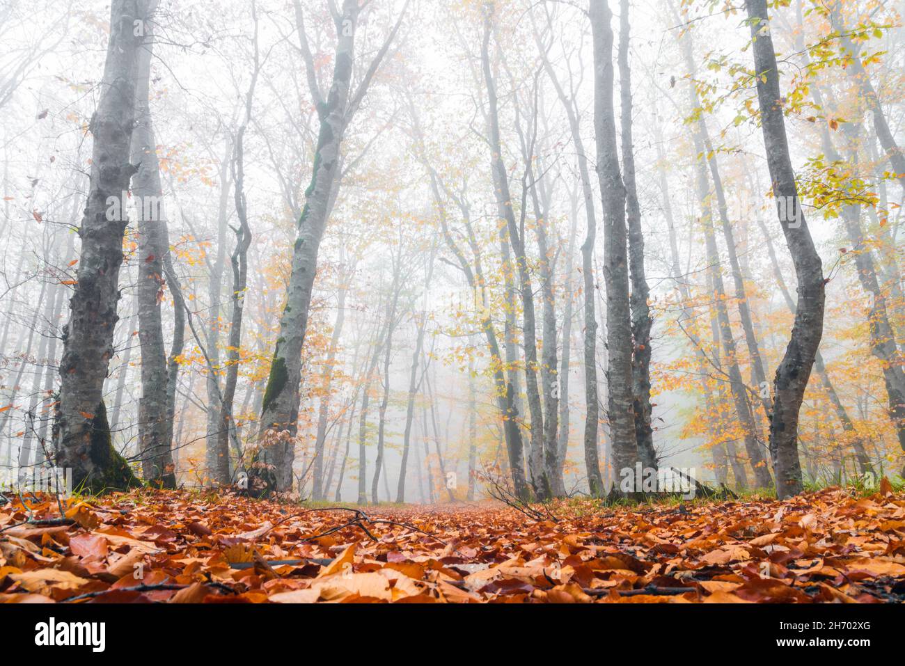 Foggy forest wallpaper hi-res stock photography and images - Alamy