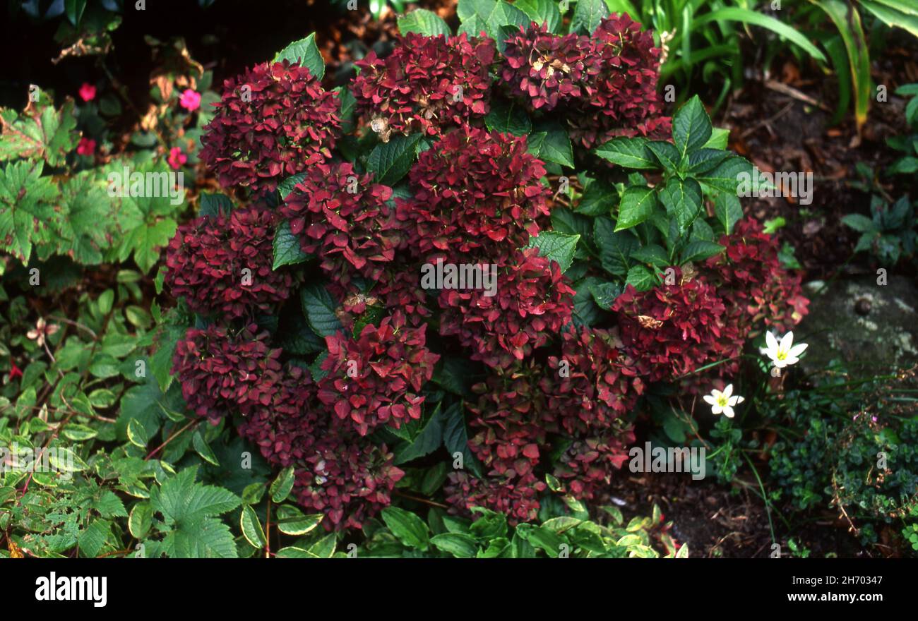 HYDRANGEA MACROPHYLLA 'PIA' DWARF IN AUTUMN COLOUR. COLOUR GENERALLY ...