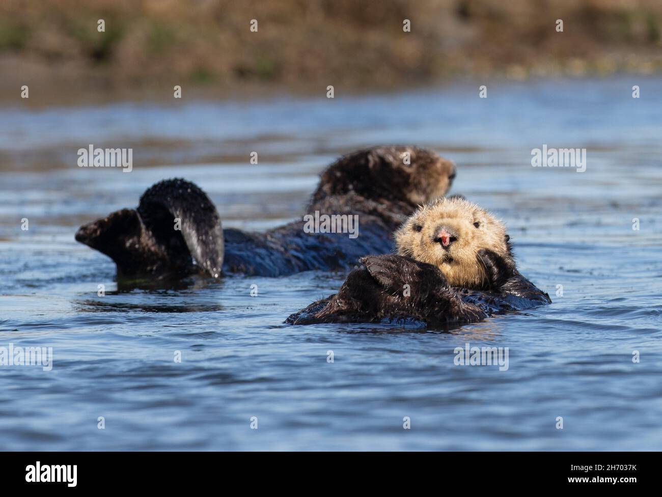 Sea otter california grooming hi-res stock photography and images - Alamy