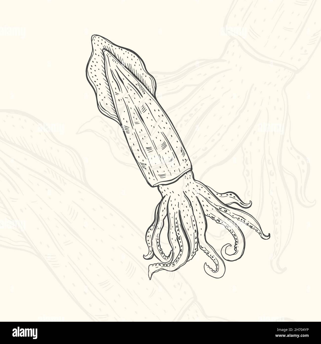 Illustration squid sketch food.Hand drawn element design menu. Isolated ...