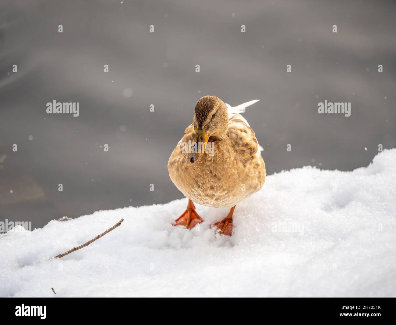 Yellow colored Mallard female Duck on the white snow background. Animal ...