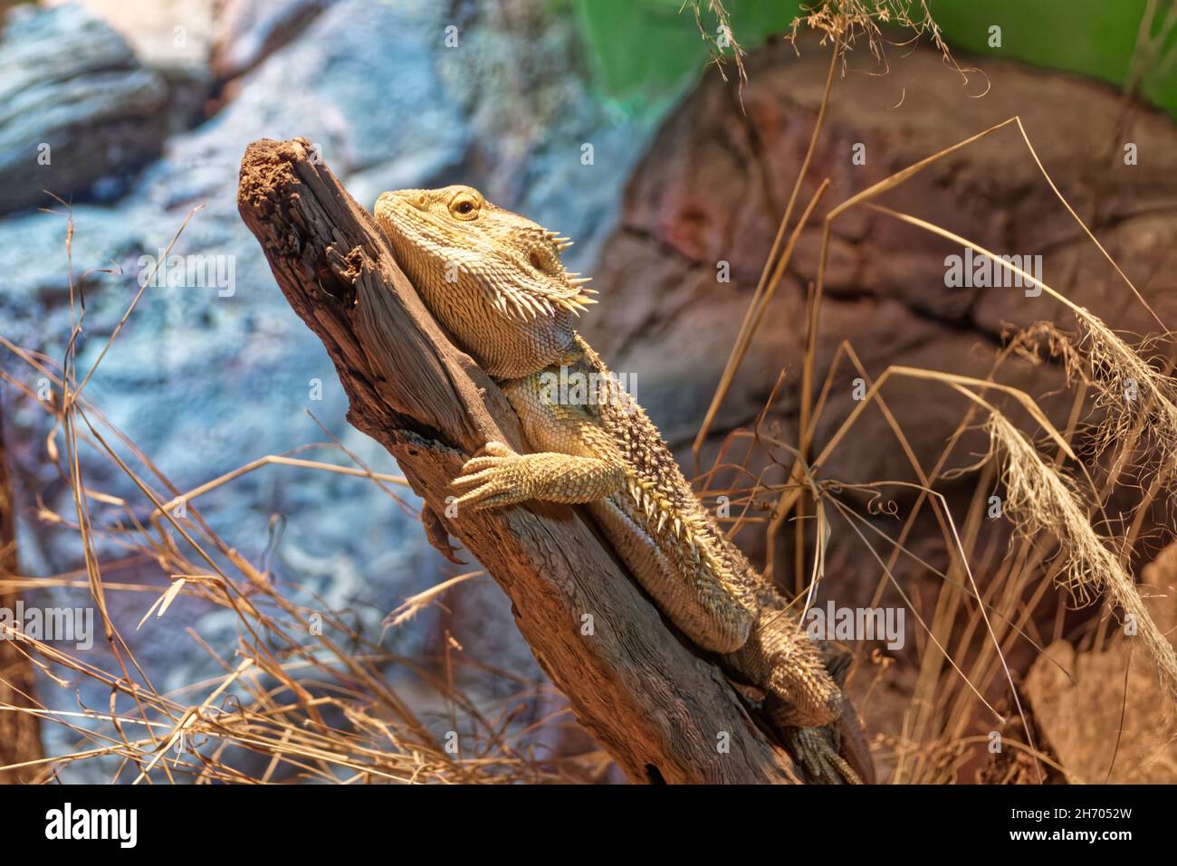 Bearded Dragon, Lone Pine Koala Sanctuary Stock Photo - Alamy