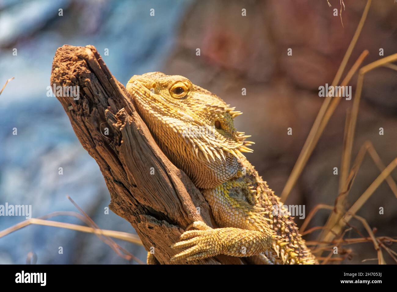 Bearded Dragon, Lone Pine Koala Sanctuary Stock Photo - Alamy