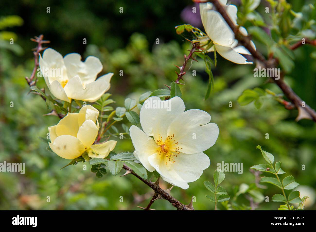 Rosa spinosissima, Scotch Rose Burnet Rose Stock Photo - Alamy