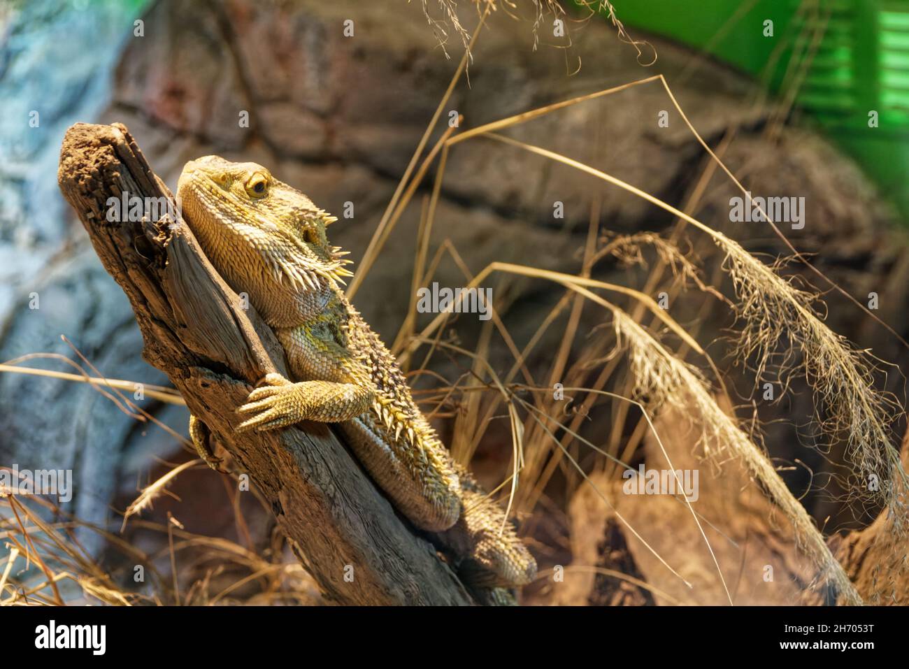 Bearded Dragon, Lone Pine Koala Sanctuary Stock Photo - Alamy