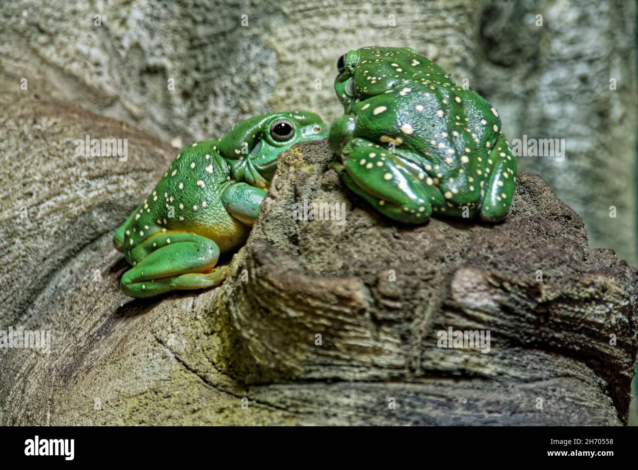 Magnificent tree frog, Lone Pine Koala Sanctuary Stock Photo - Alamy