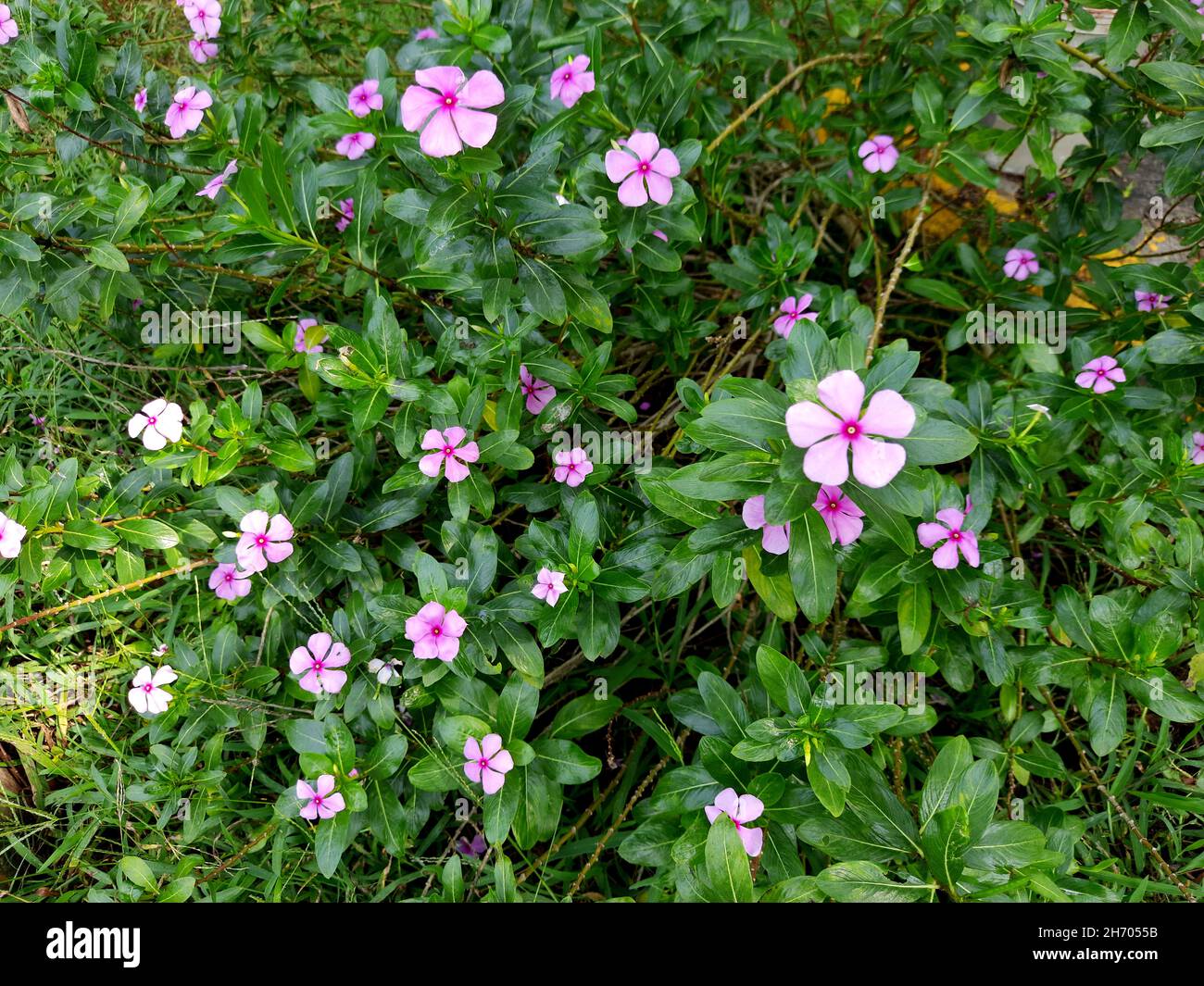 Sadabahar, periwinkle or vinca rosea is an evergreen shrub and ...