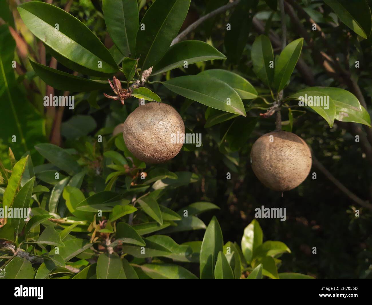 Chickoo Sapodilla tropical fruit Stock Photo - Alamy