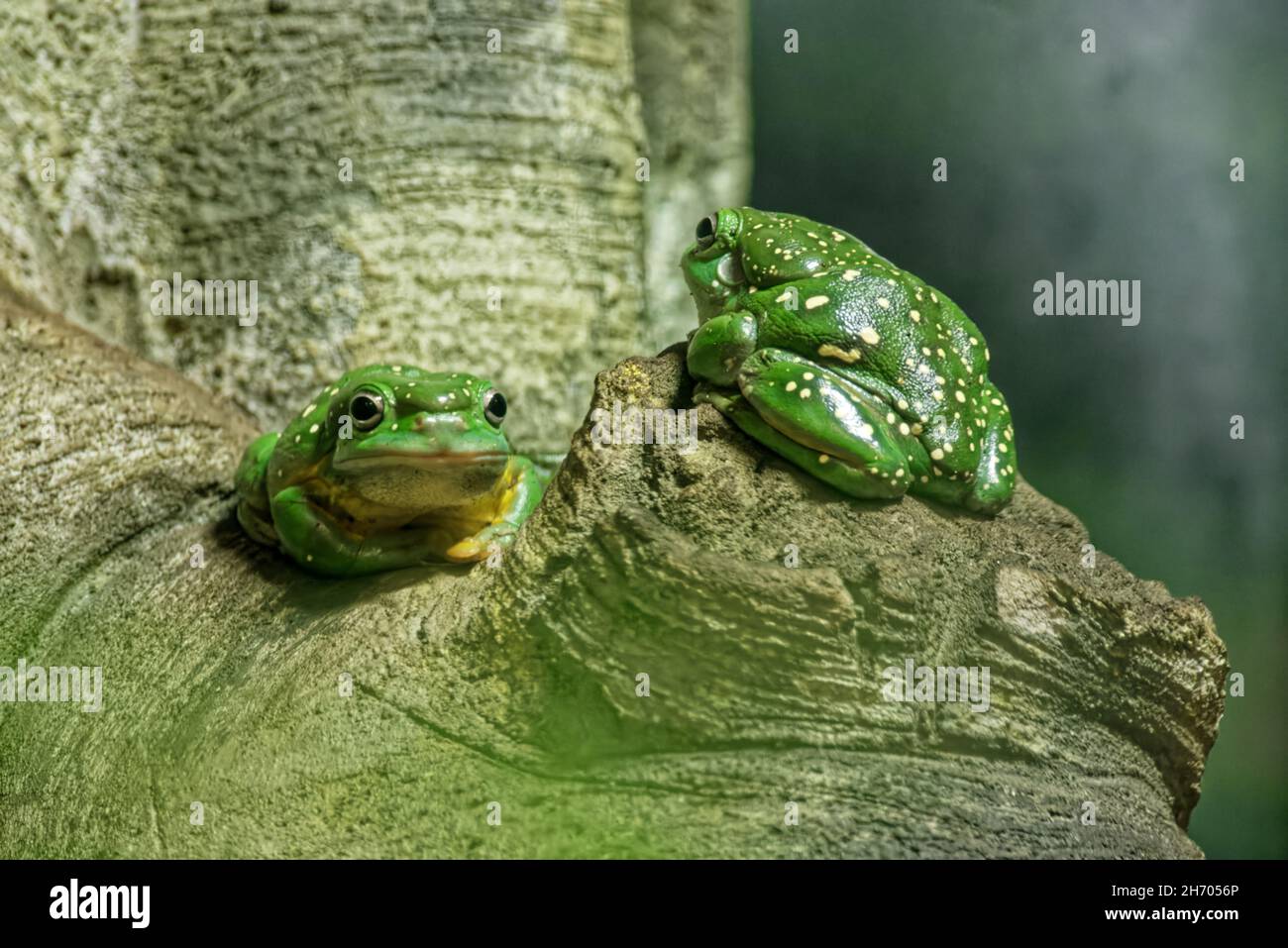 Magnificent tree frog, Lone Pine Koala Sanctuary Stock Photo - Alamy