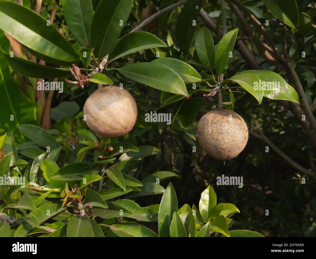 Chickoo Sapodilla tropical fruit Stock Photo - Alamy