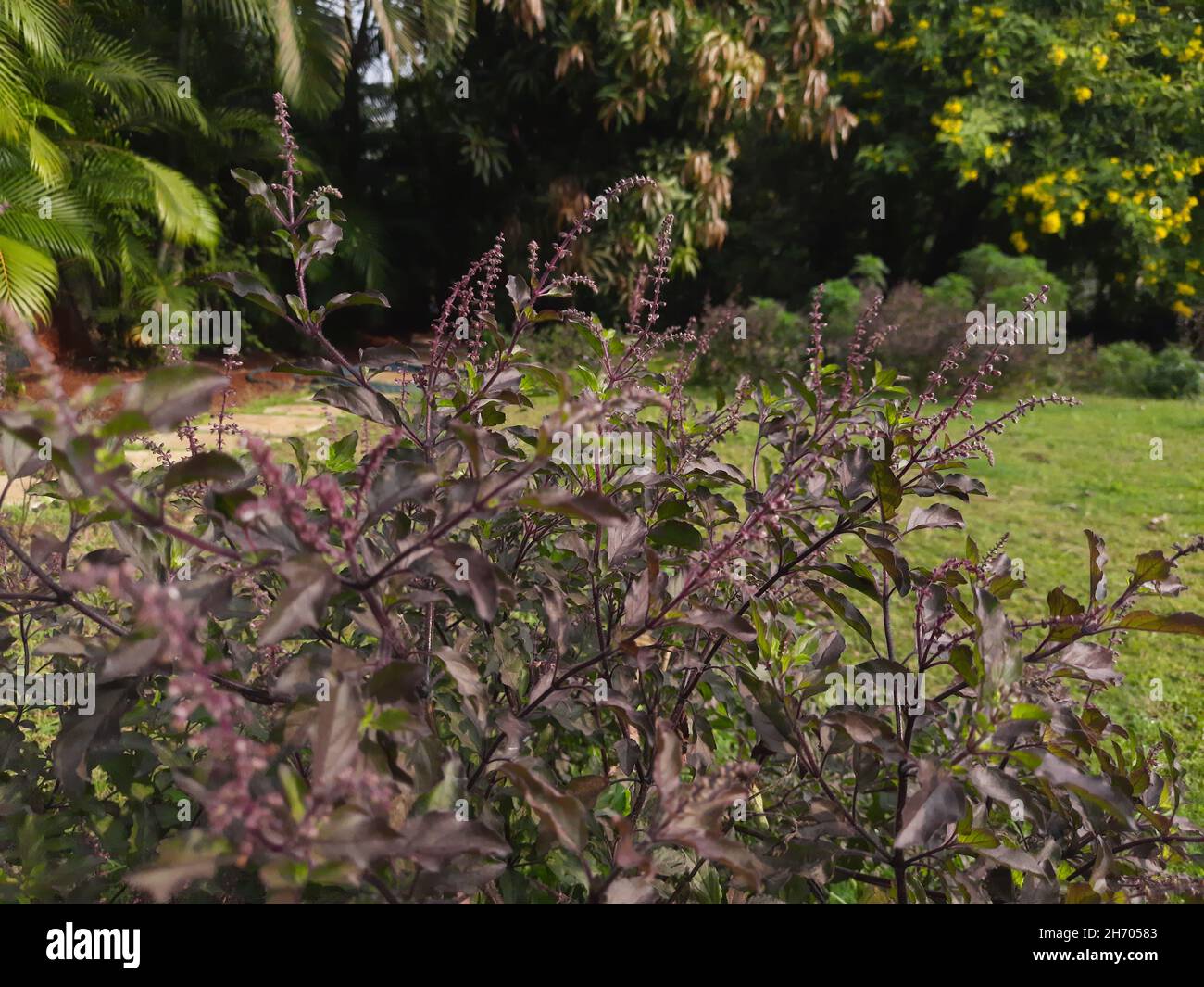 Holy basil ocimum tenuiflorum hi-res stock photography and images - Alamy