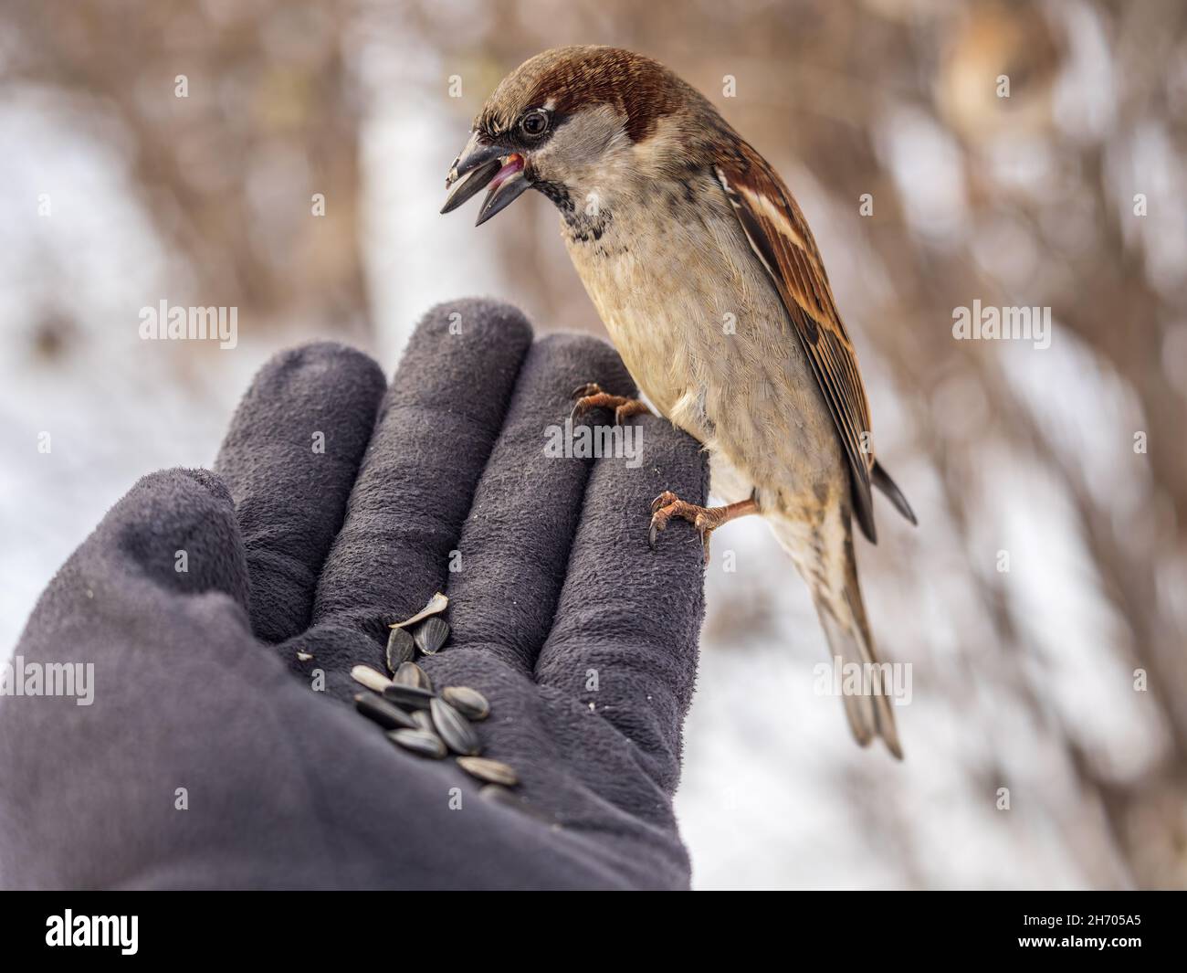 Sparrow eats seeds from a man's hand. A Sparrow bird sitting on the ...