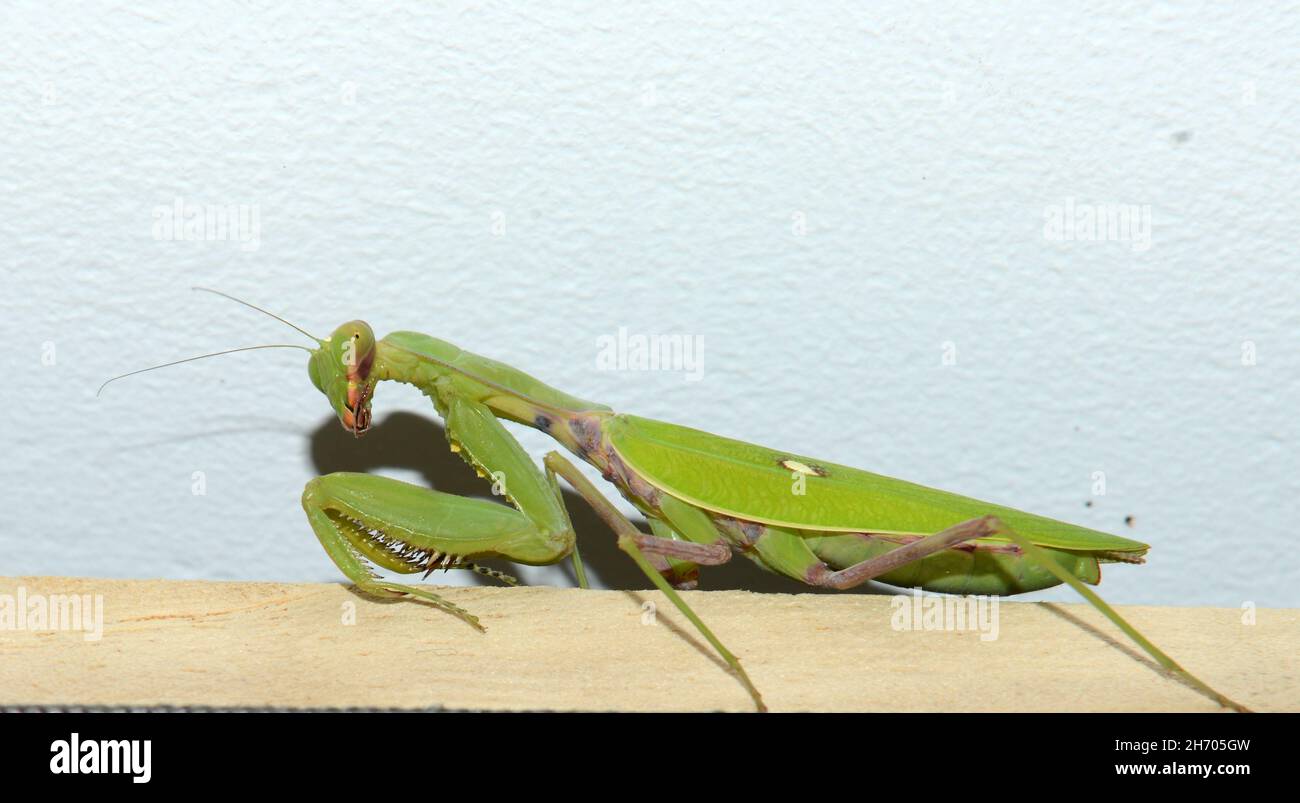 Giant asian praying mantis hi-res stock photography and images - Alamy