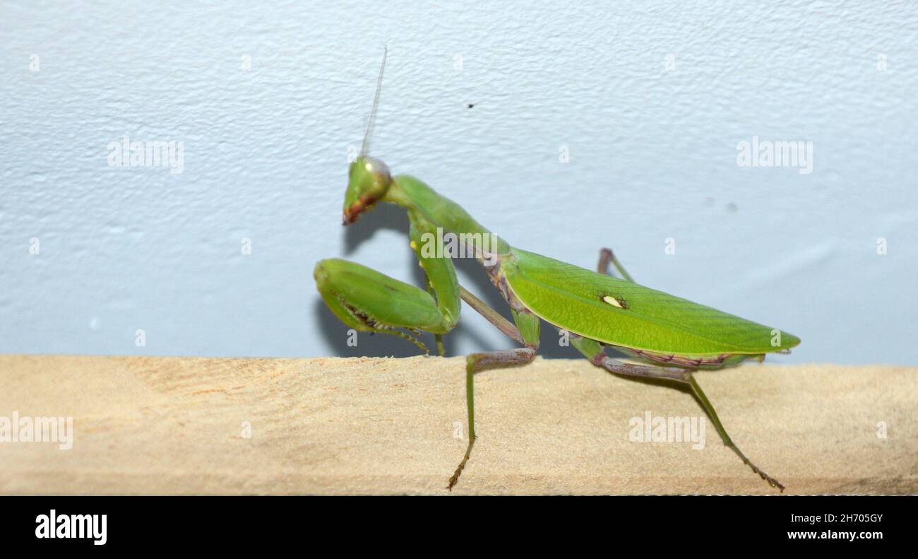 Giant asian praying mantis hi-res stock photography and images - Alamy