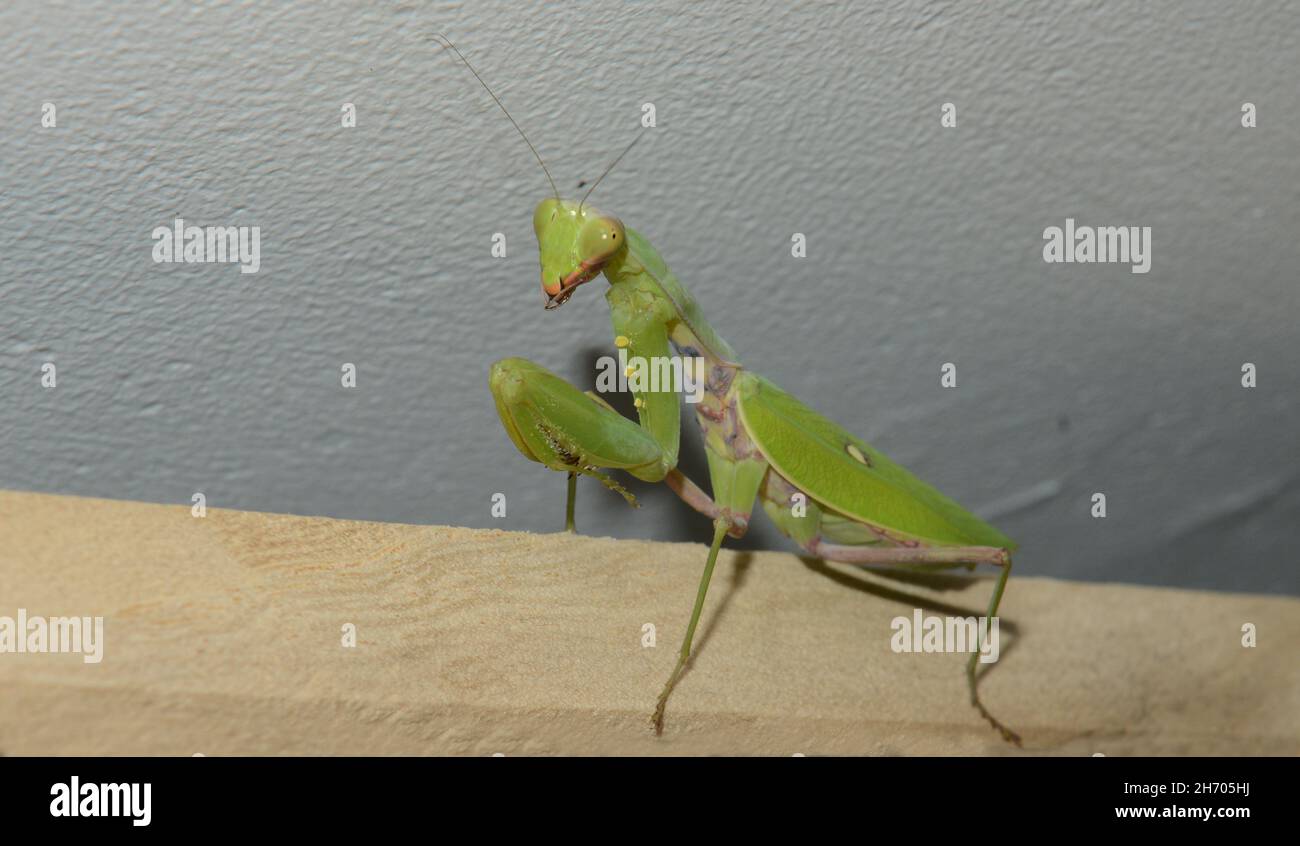 Giant asian praying mantis hi-res stock photography and images - Alamy
