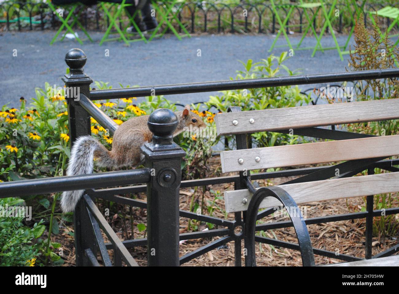 New york city squirrel hi-res stock photography and images - Alamy